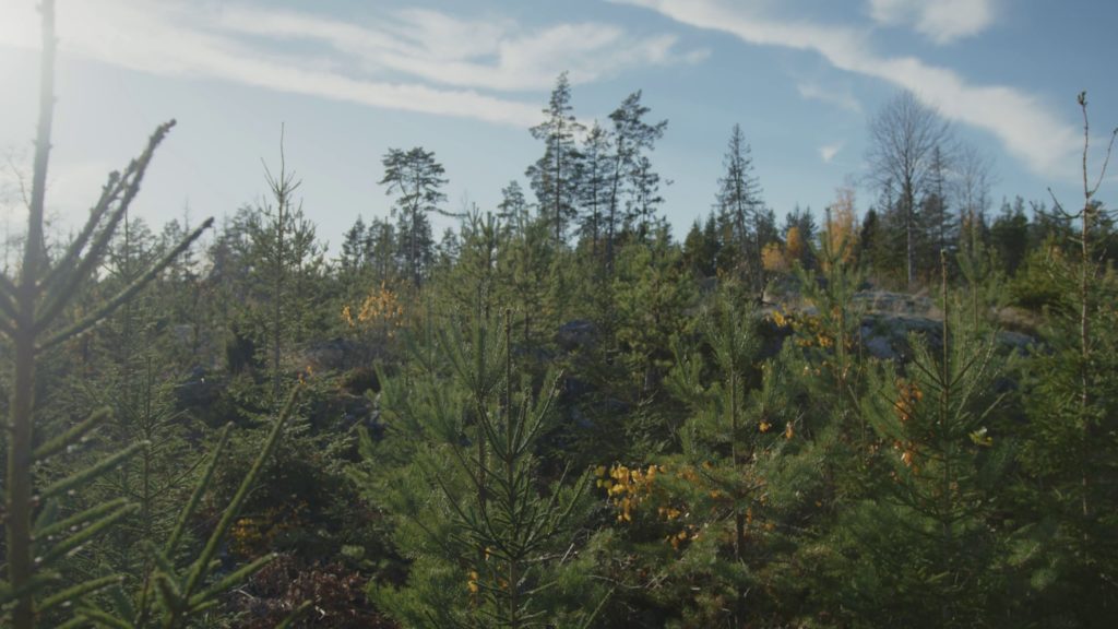 Startsida - Magnus Thor AB